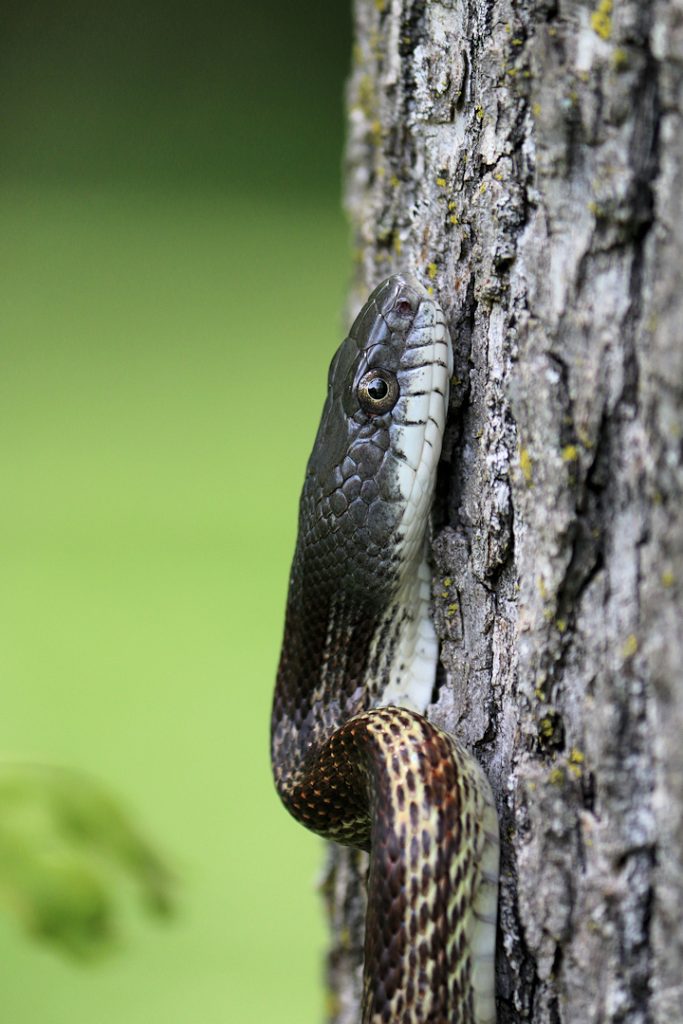 snake-vs-robin-1 - Four Rivers Explorer