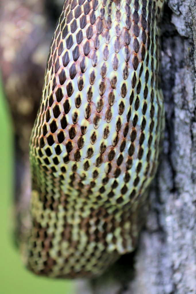 snake-vs-robin-2 - Four Rivers Explorer