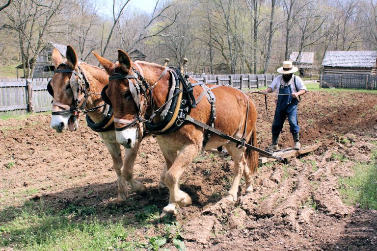 The Homeplace 1850s Living History Farm & Museum - Four Rivers Explorer